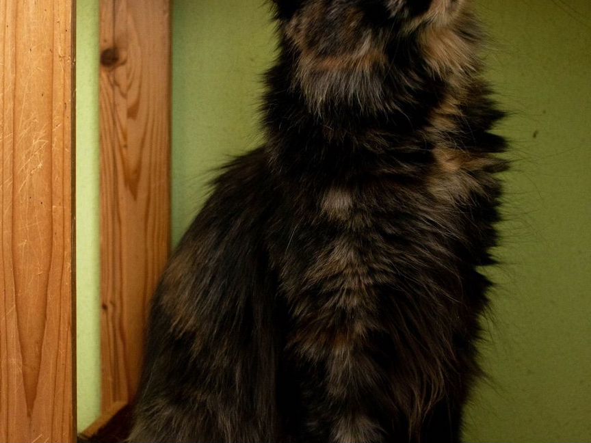 Кошка Мейн Кун