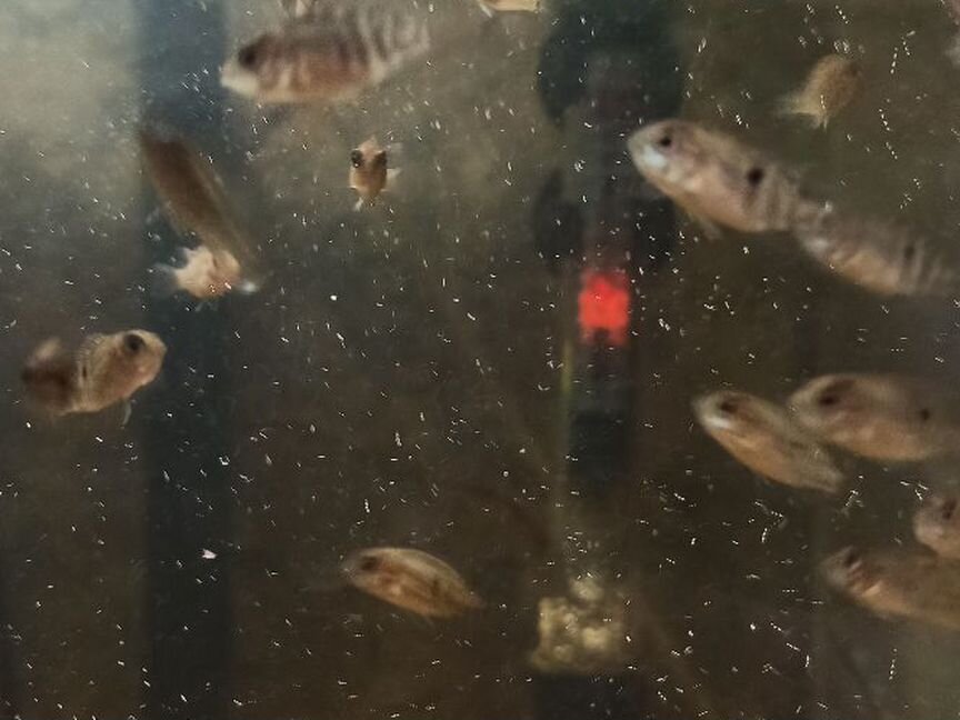 Аквариумные рыбки