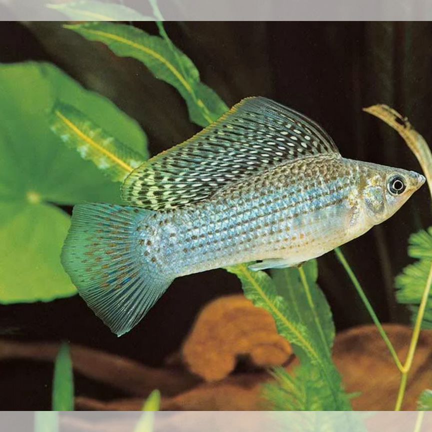 Аквариумная рыба молинезия парусная велифера