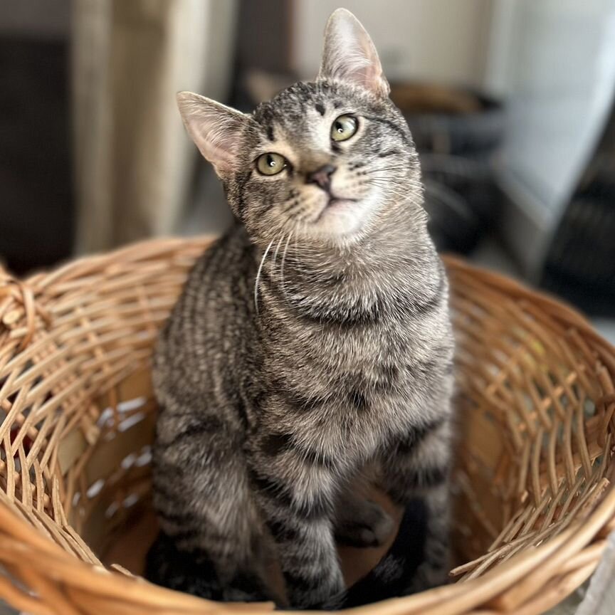 Европейский короткошёрстный котёнок