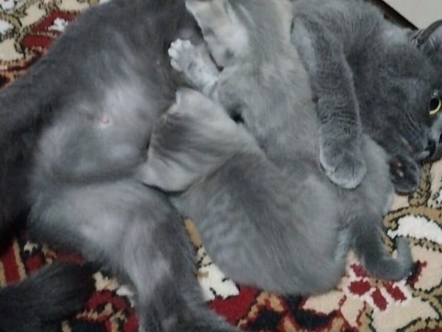 Отдам в добрые руки котят