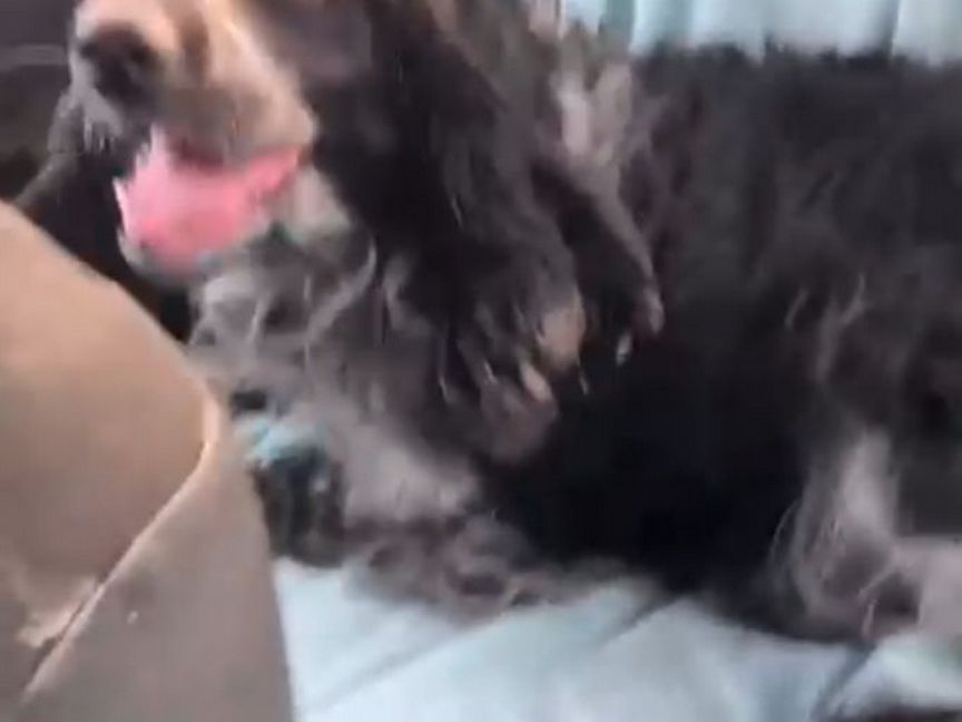 Ричик 3 года кастрирован