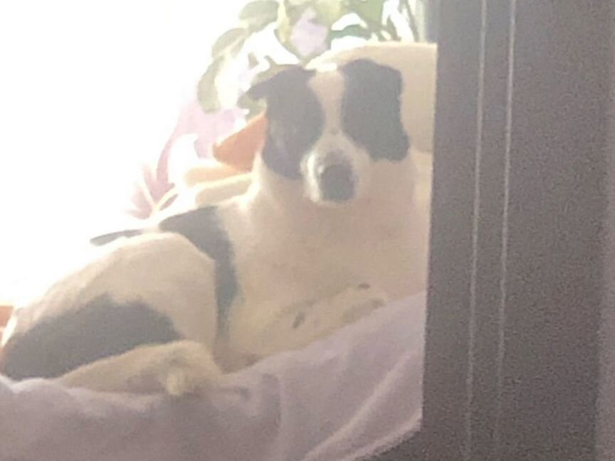 Собаки пекинес