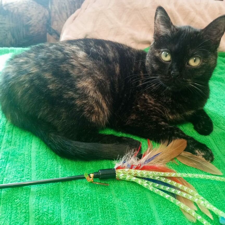 Котëнок черепахового окраса