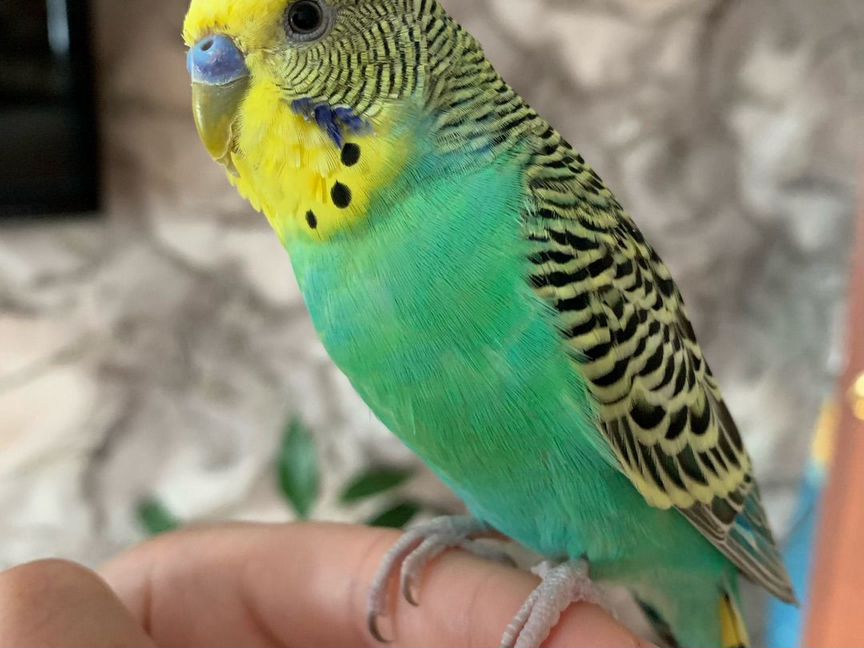 Волнистый попугай ручной
