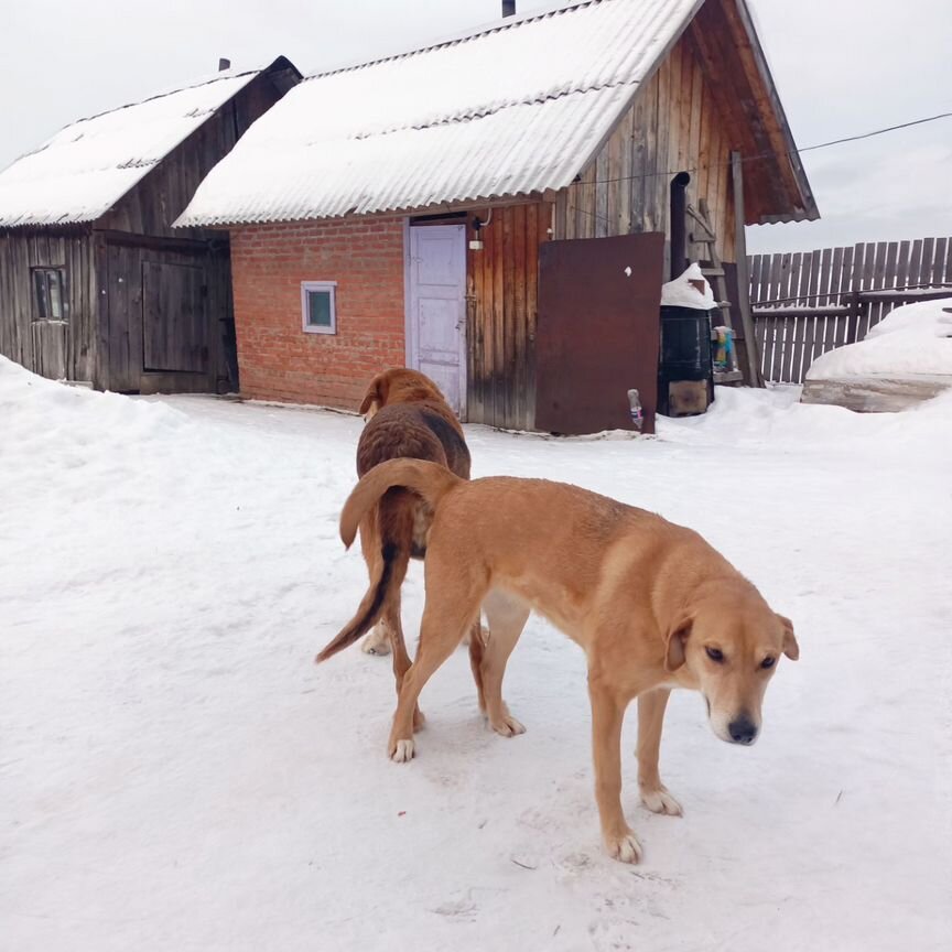 Щенки русской гончей