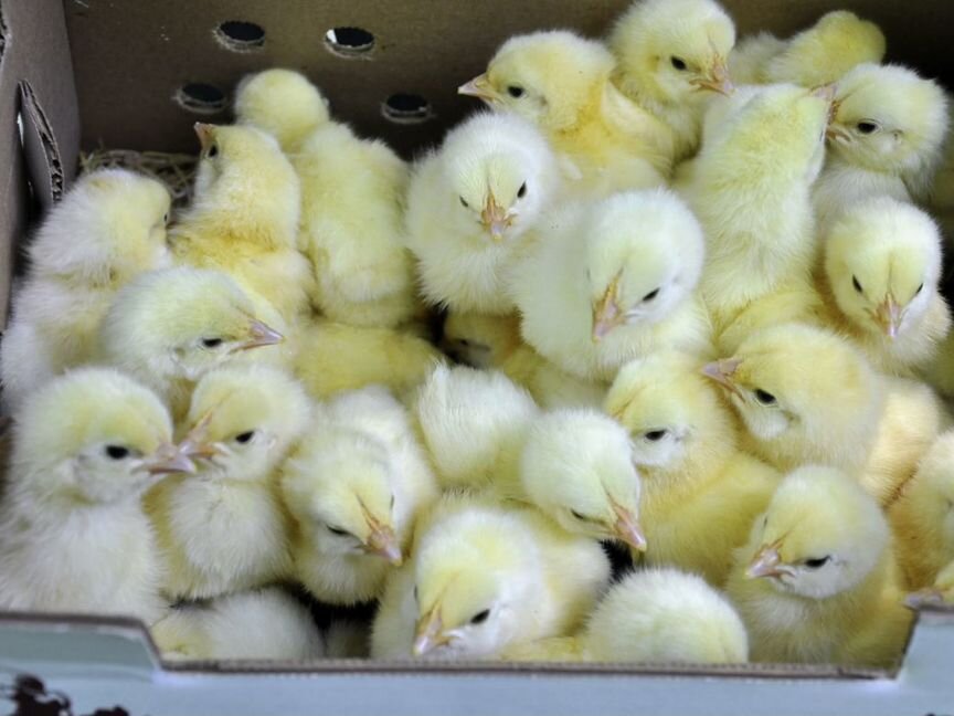 Бройлер кооб 500 Суточный