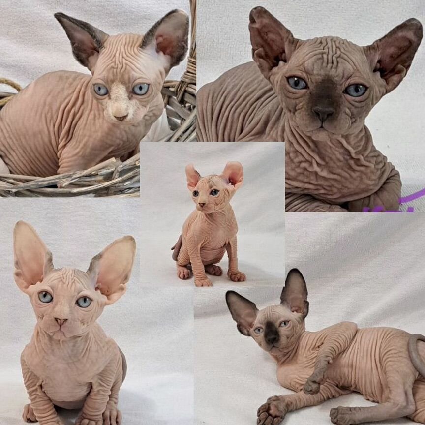 Котята Сфинкс Эльф продажа