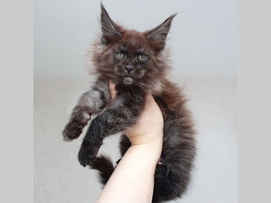 Шамбала - кошечка Мейн-кун окрас чёрный дымный