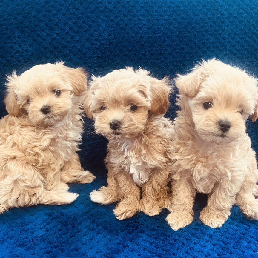 Мальтипу f1 мини девочки мальчики