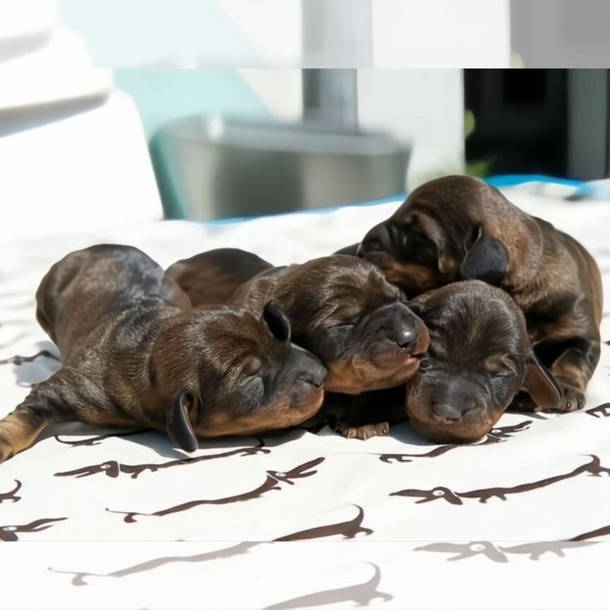 Карликовая такса, щенок