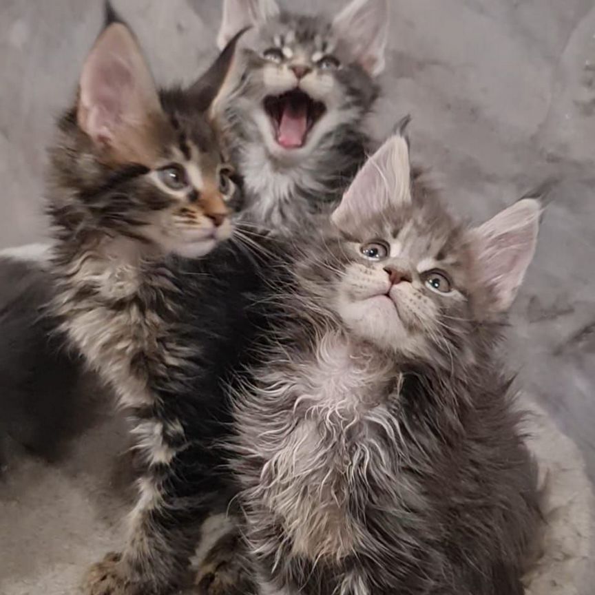 Котята мейн-кун