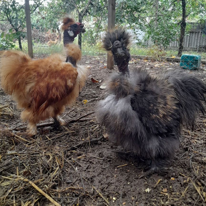 Китайские шелковые куры