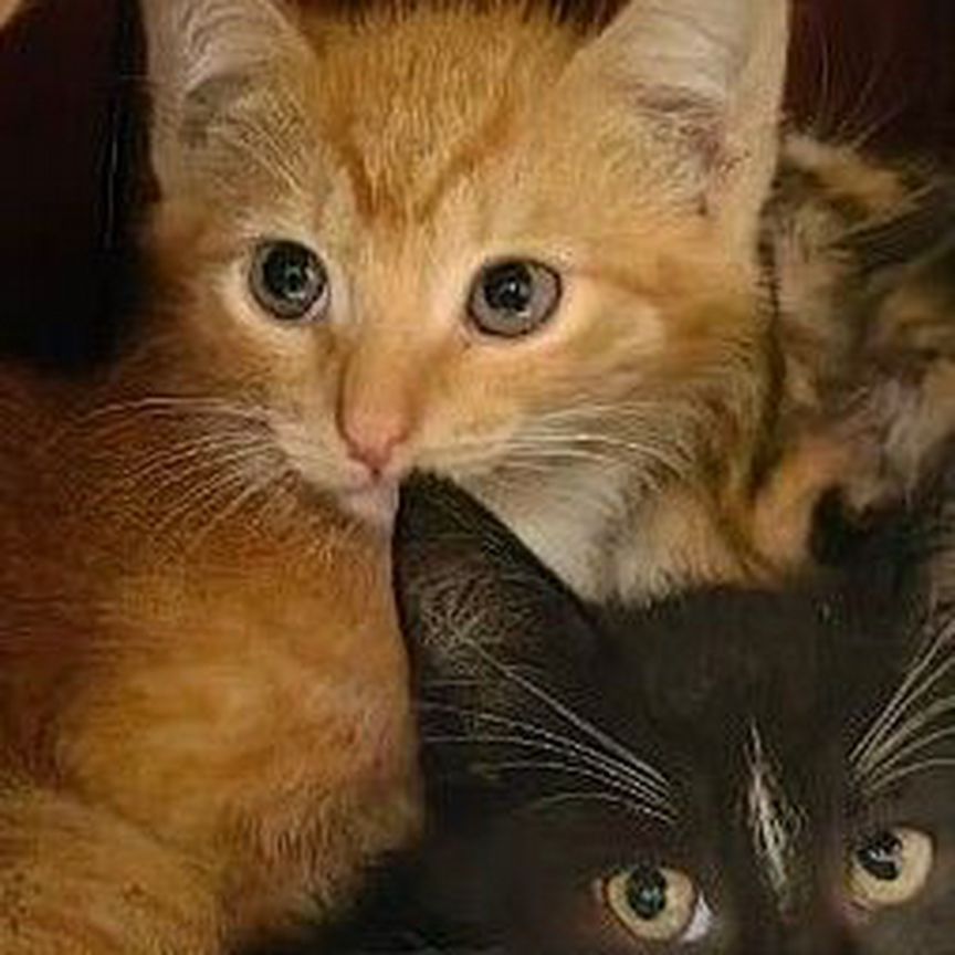 Котята которые никому не нужны