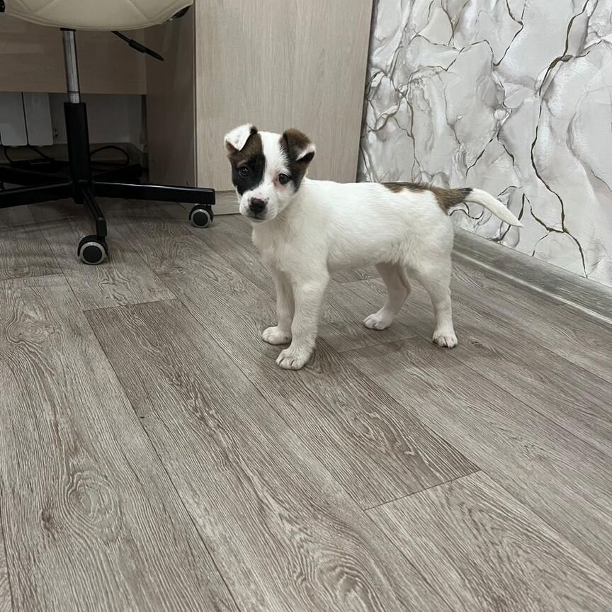 Белый Бим черное Ухо