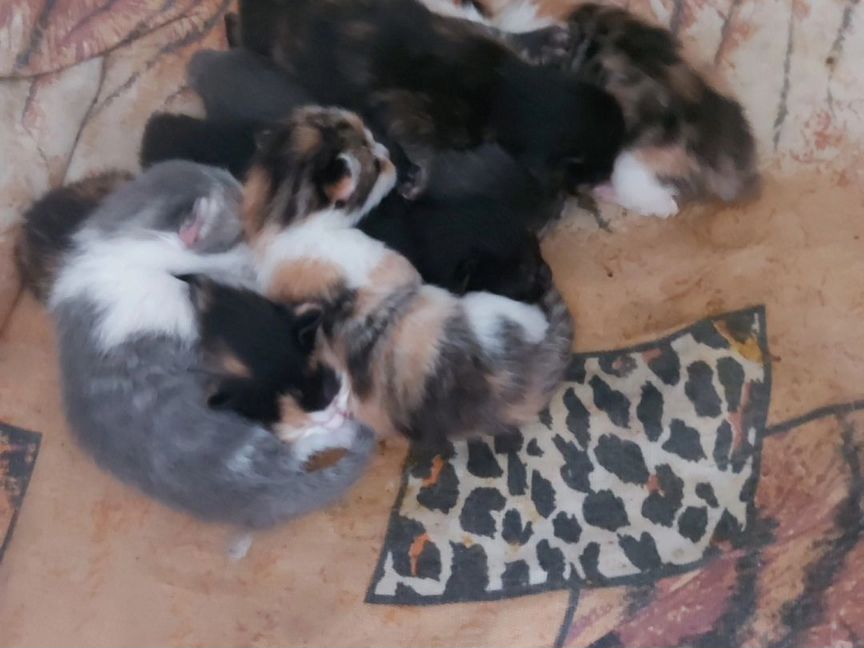 Котята мейн-кун