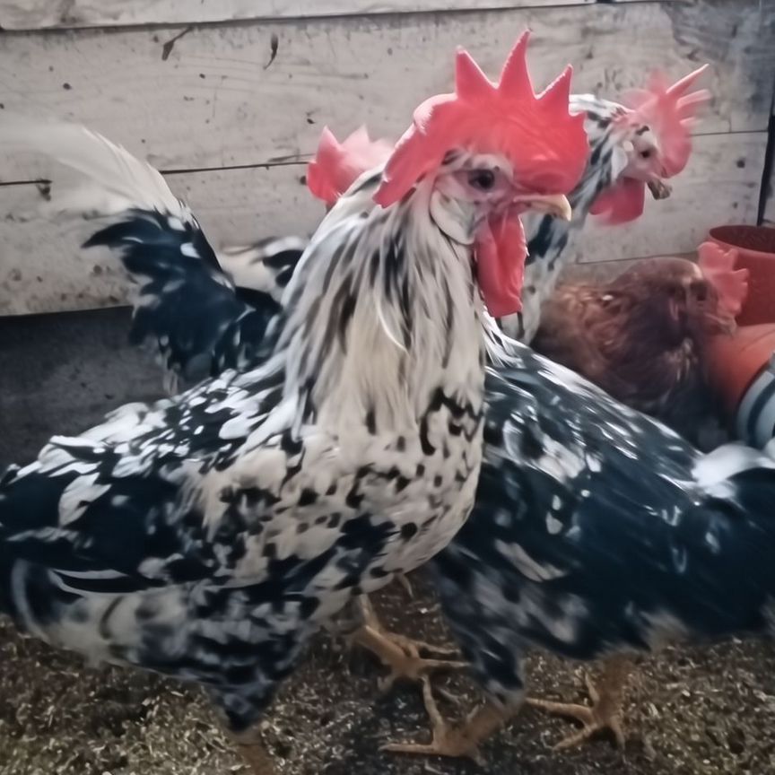 Петух легорн-долматинец