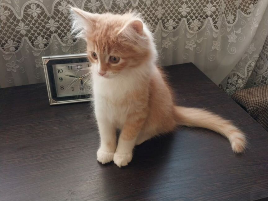 Котята, мама- Курильский бобтейл