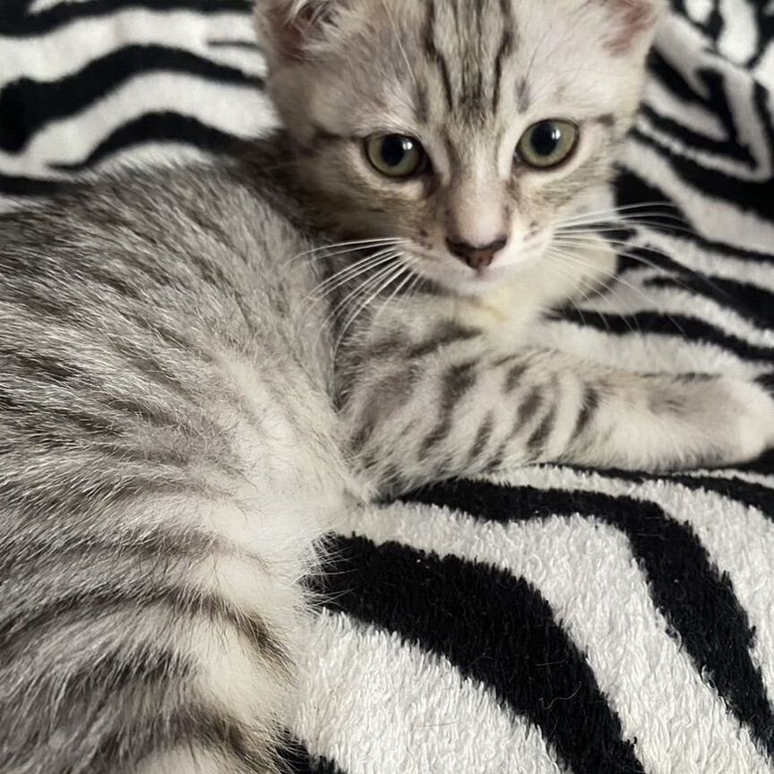 Котенок Зевс