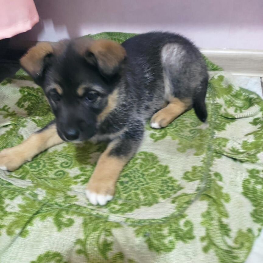 Отдам в добрые руки