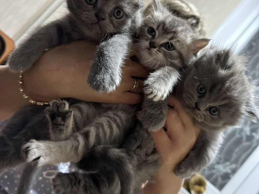 Шотландская