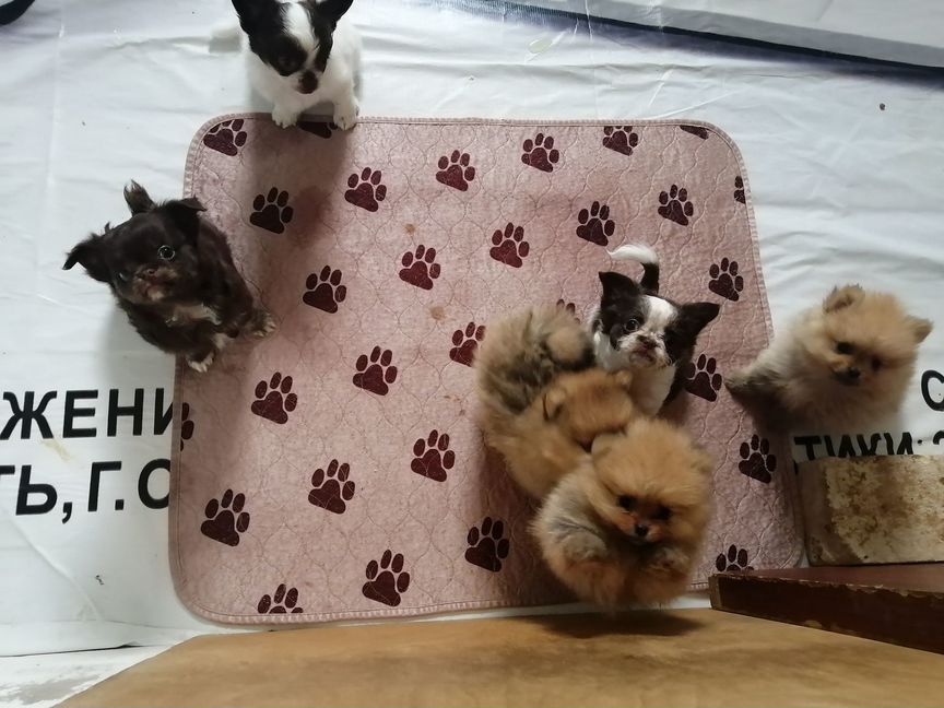 Померанский шпиц и чихи