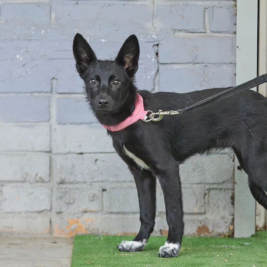 Щенуля / красотуля