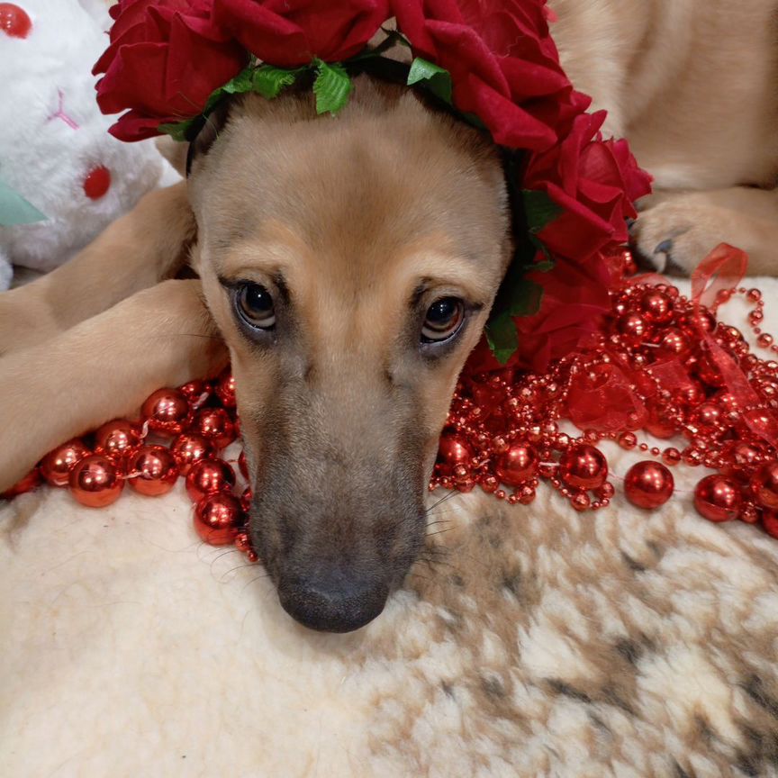 Девочка 4 мес спасена из отлова, стерилизована