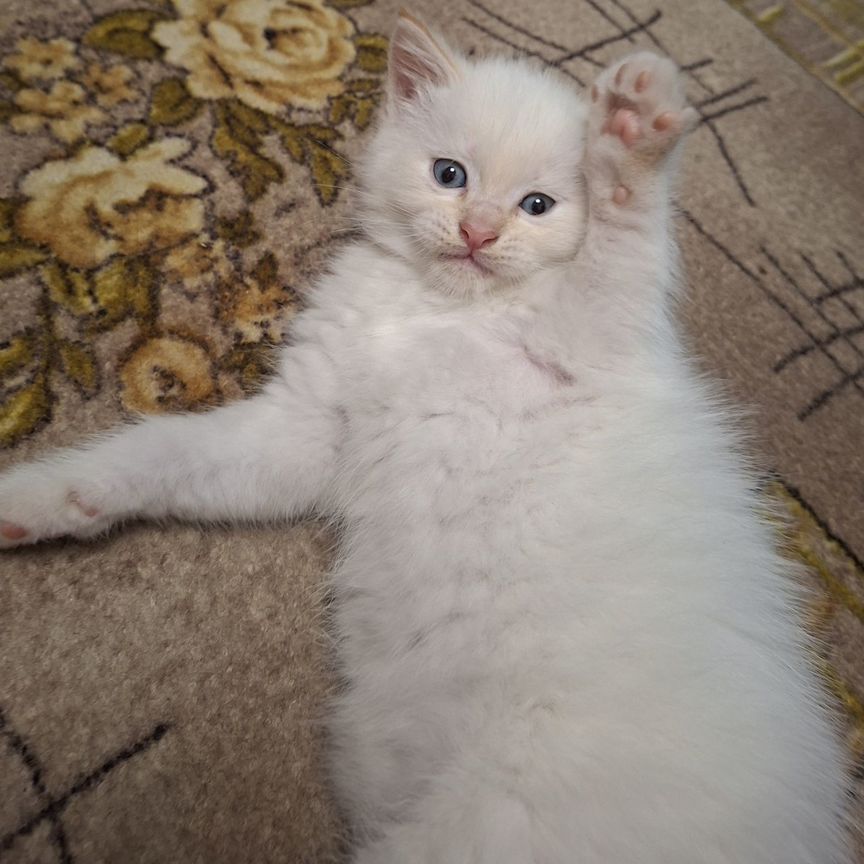 Мейн-кун котёнок