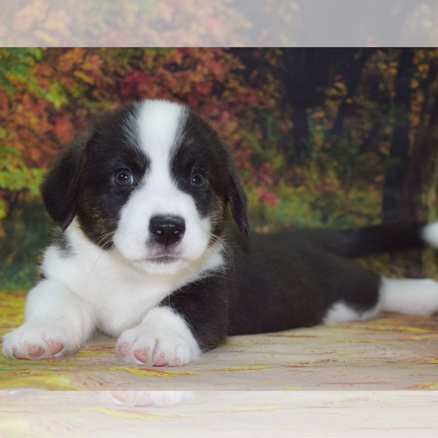 Вельш-корги Кардиган щенок кобель