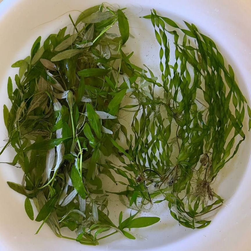 Аквариумные растения за все