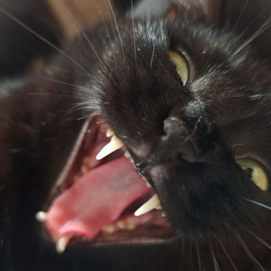 Взрослая, кошка в добрые руки