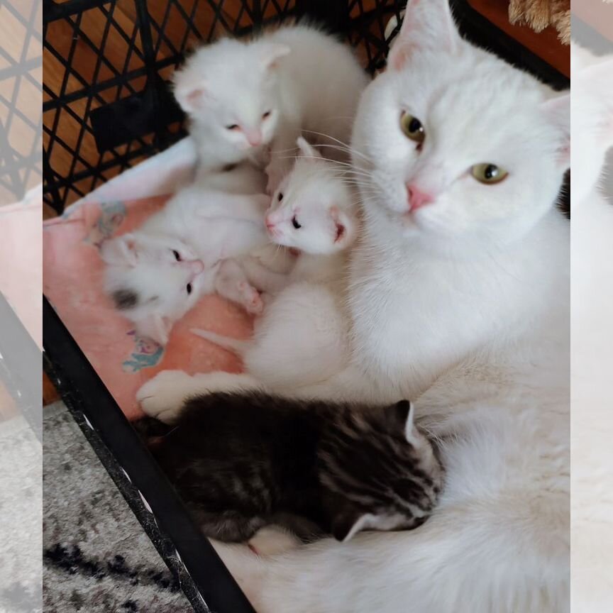 Котята в добрые руки бесплатно