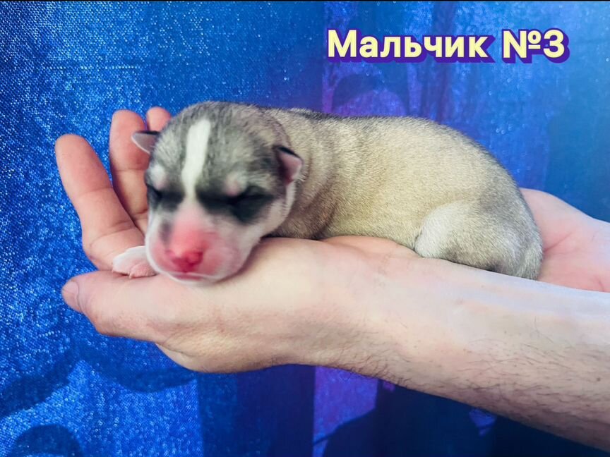 Щенки сибирской хаски