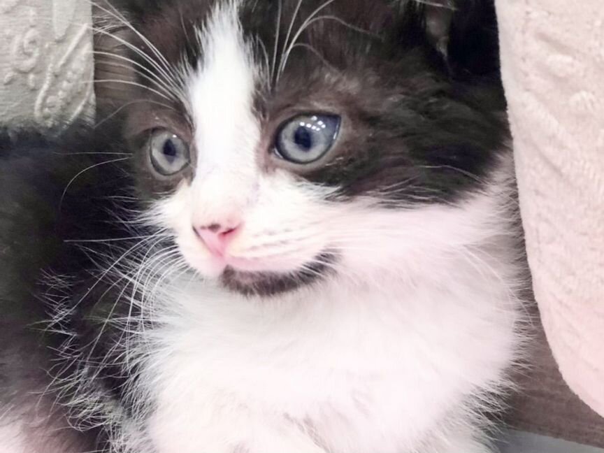 Котенок Норик в добрые руки
