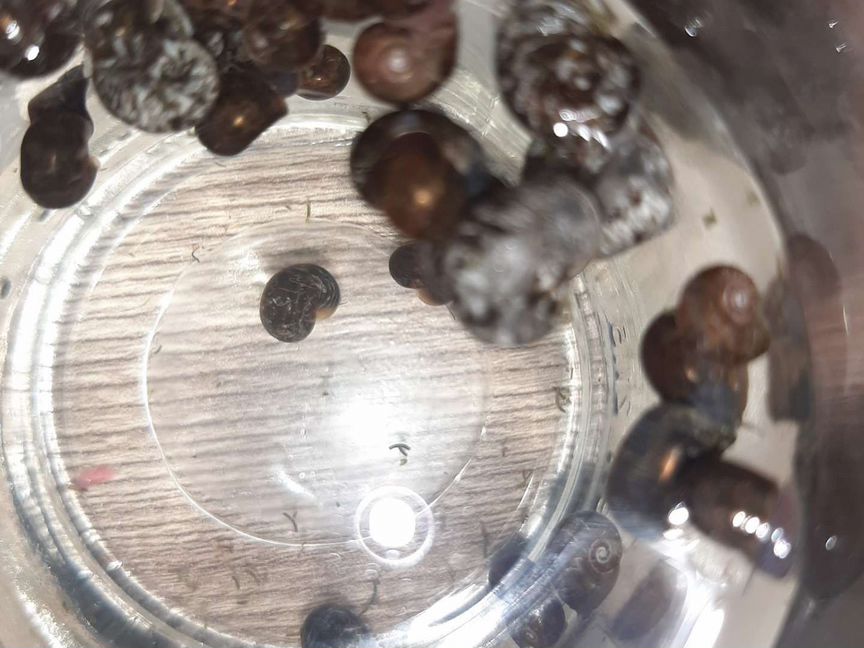 Улитки аквариумные