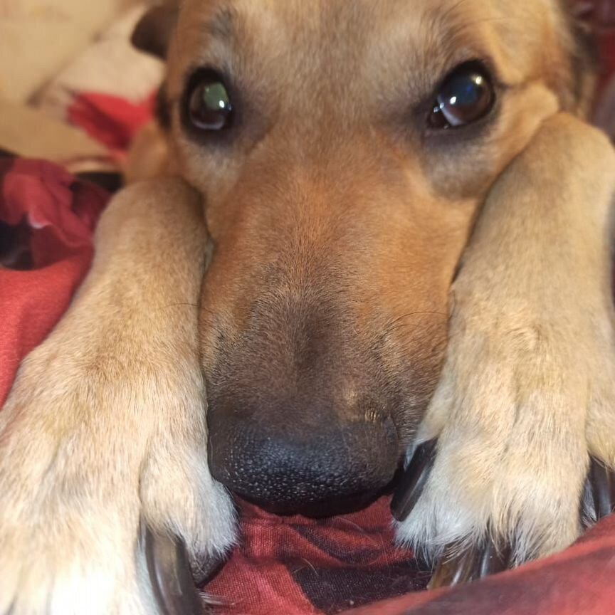 Пёс в хорошие руки, бельгийская овчарка малинуа