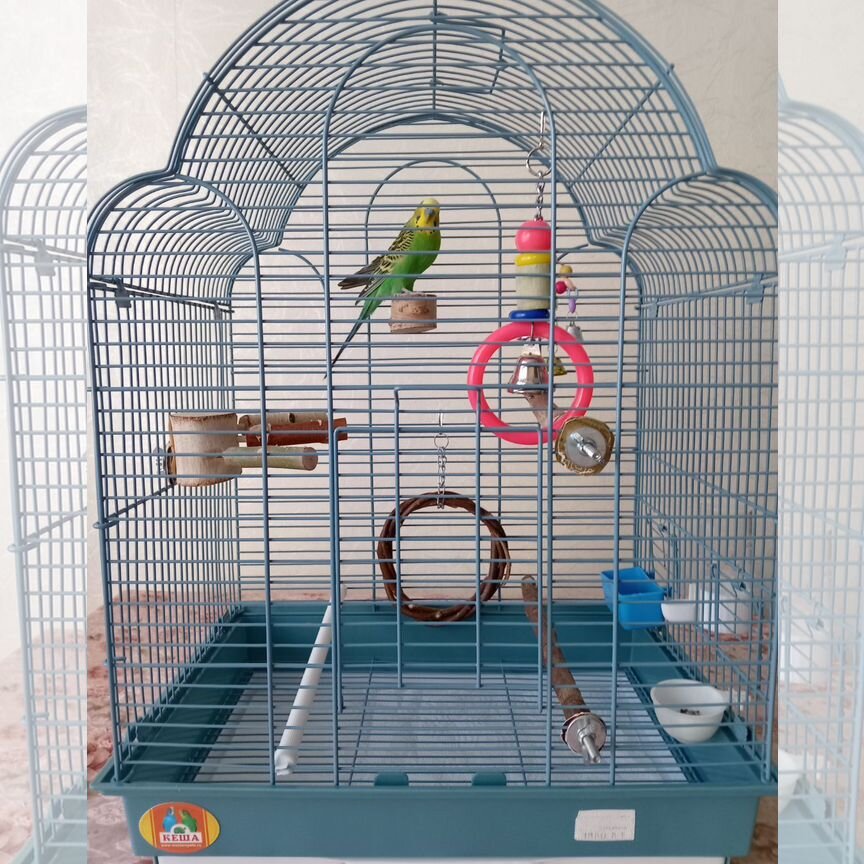 Волнистый попугай