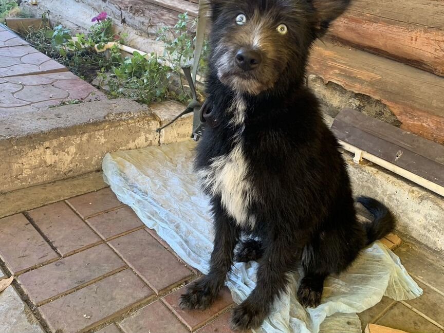 Собака, девочка, ищет семью