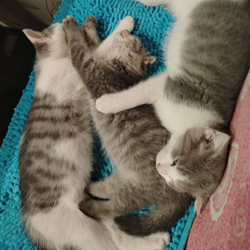 Котята