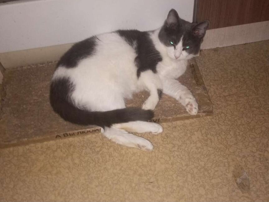 Кошки в добрые руки бесплатно