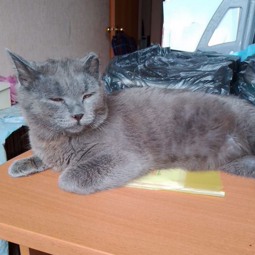 Почти британец