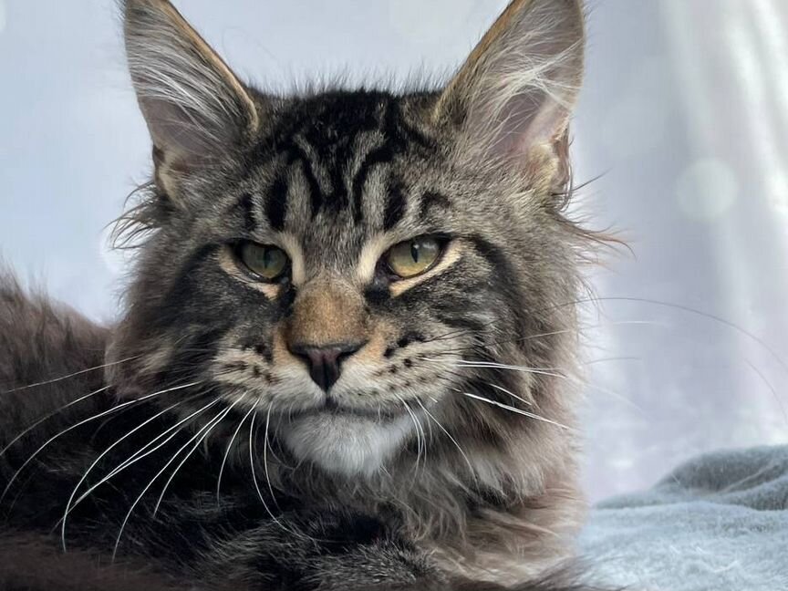 Котик мейн-кун