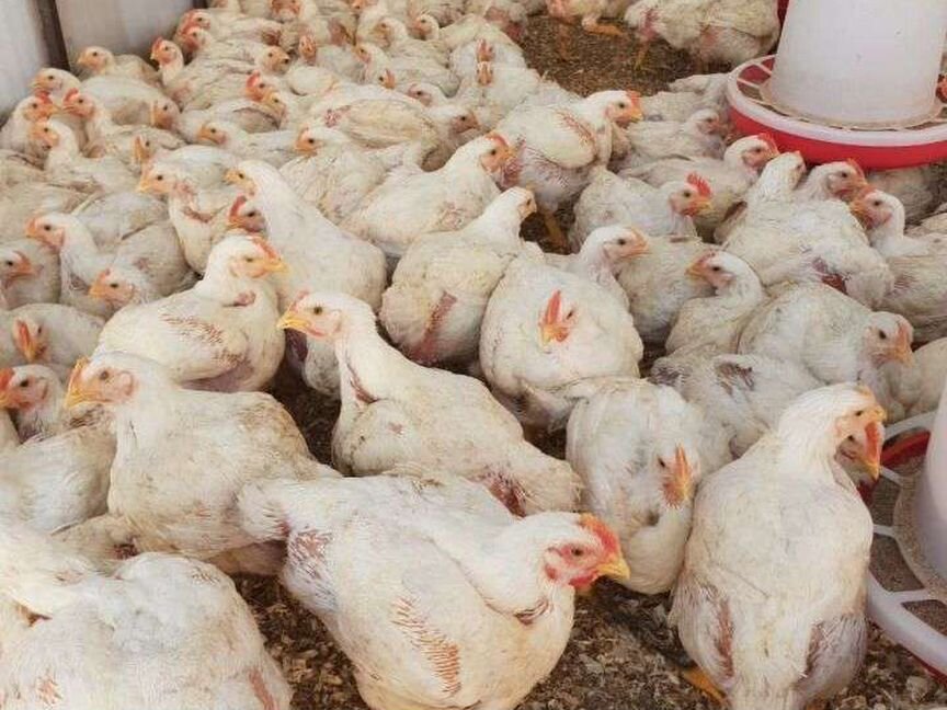 Цыплята бройлеры