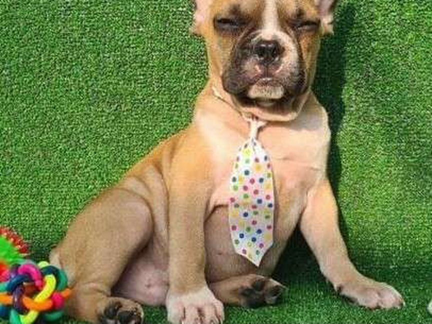 Собаки щенки