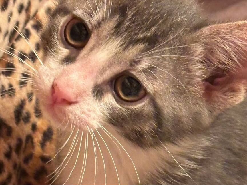 Котята бесплатно