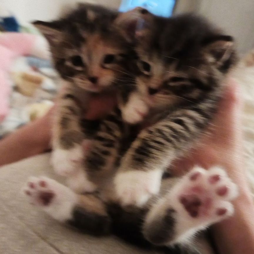 Котята в добрые руки бесплатно