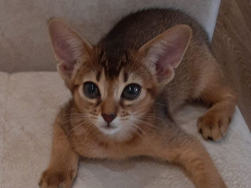 Абиссинский котенок