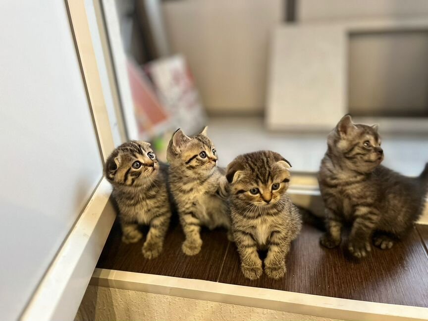 Шотландские мраморные котята