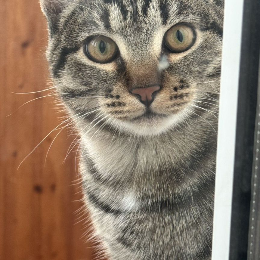 Котёнок